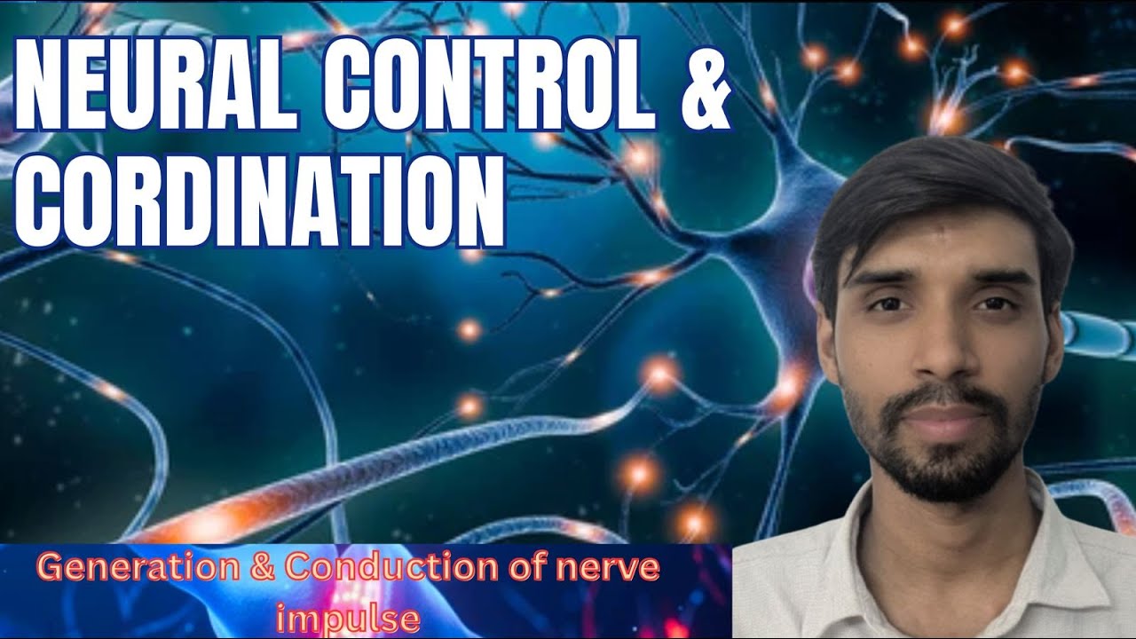 "Impulse Generation & Conduction | NEET Biology | Neural Coordination ...