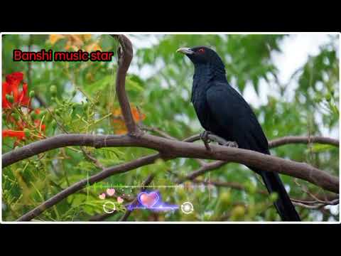 Jungle Mein Bole Koyal Ku Ku WhatsApp status latest video