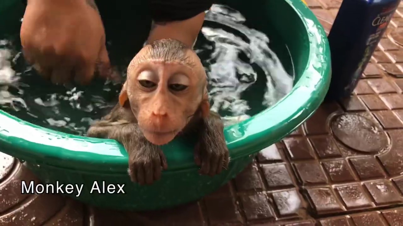 Baby Monkey Alex take a bathe - YouTube