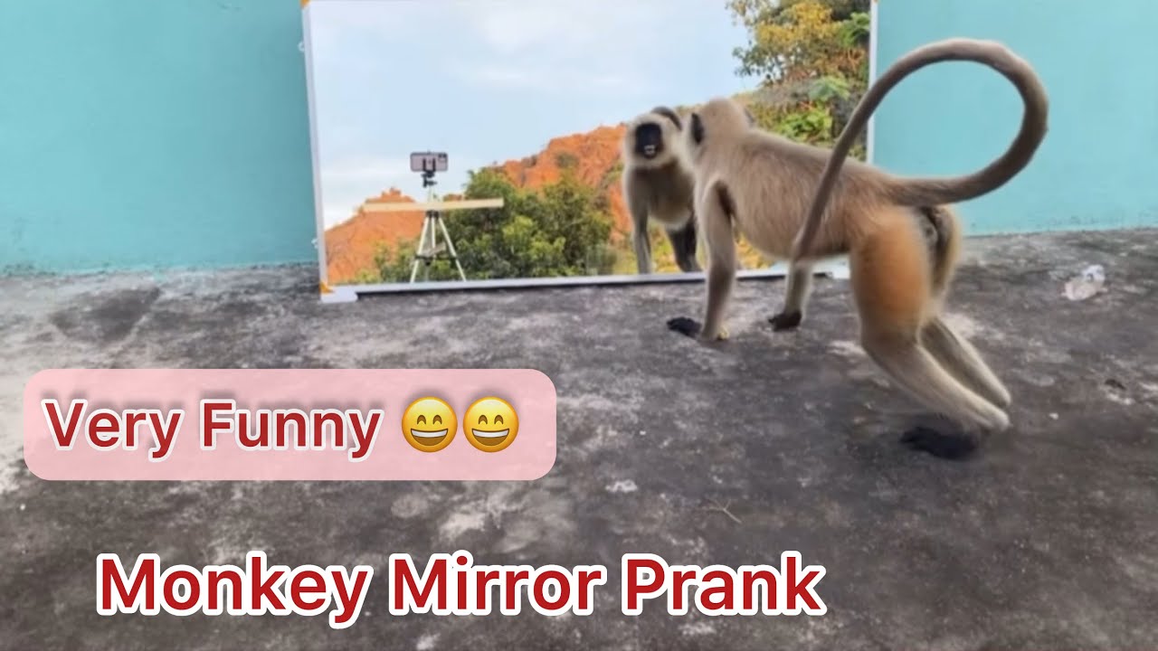 Mirror Prank for Monkey || hilarious Reaction Very funny Monkey Mirror ...