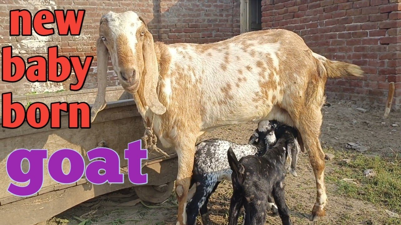 goat new baby born || Goat baby|| 3 baby goat|| khawar amjad vlog - YouTube