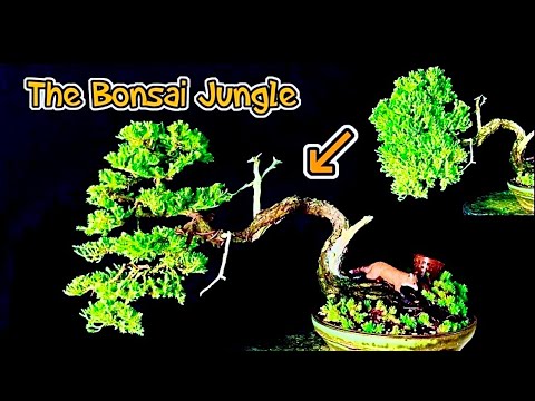 Creating Foliage Pads on my Juniper Bonsai - YouTube