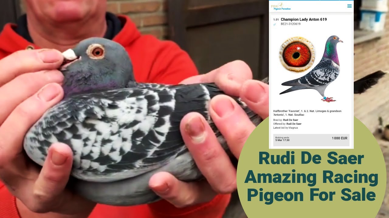 'Champion Lady Anton' The Amazing Racing Pigeon Of Rudi De Saer For ...