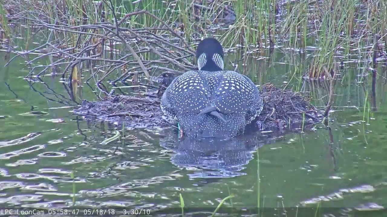 May 18 Loon Mating - YouTube