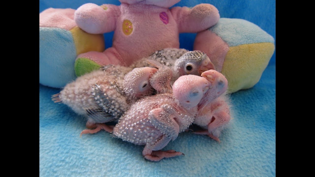 Rainbow Parrots Aviary -- Green Cheek Conure Babies - YouTube