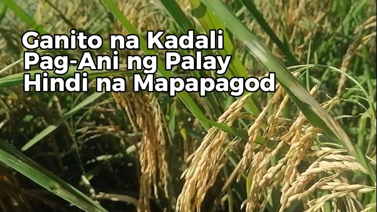 Mabilis at hindi na nakakapagod ang pag-ani ng palay | machine works ...
