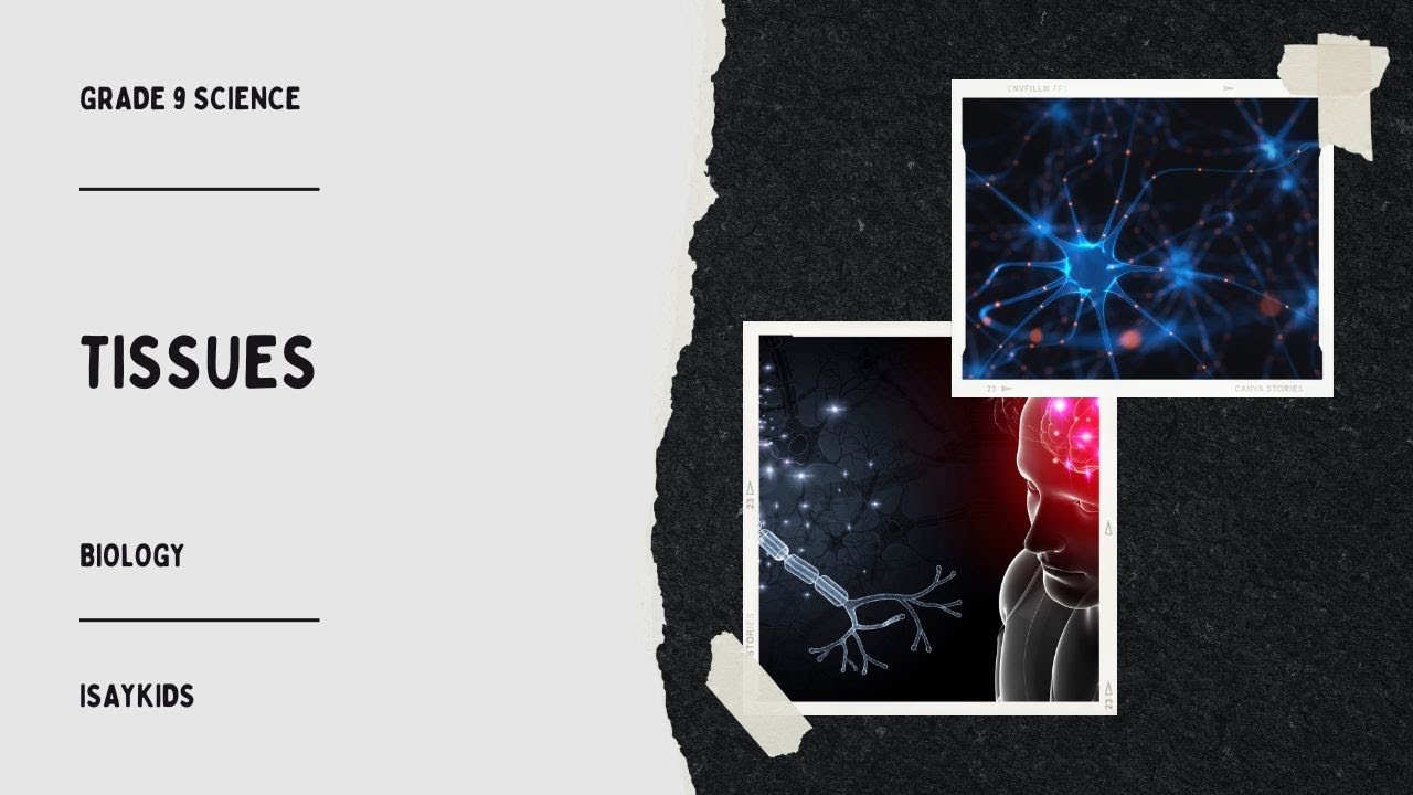 Tissues chapter 6 Science grade 9 | Class 9 Science chapter 6 Tissues ...