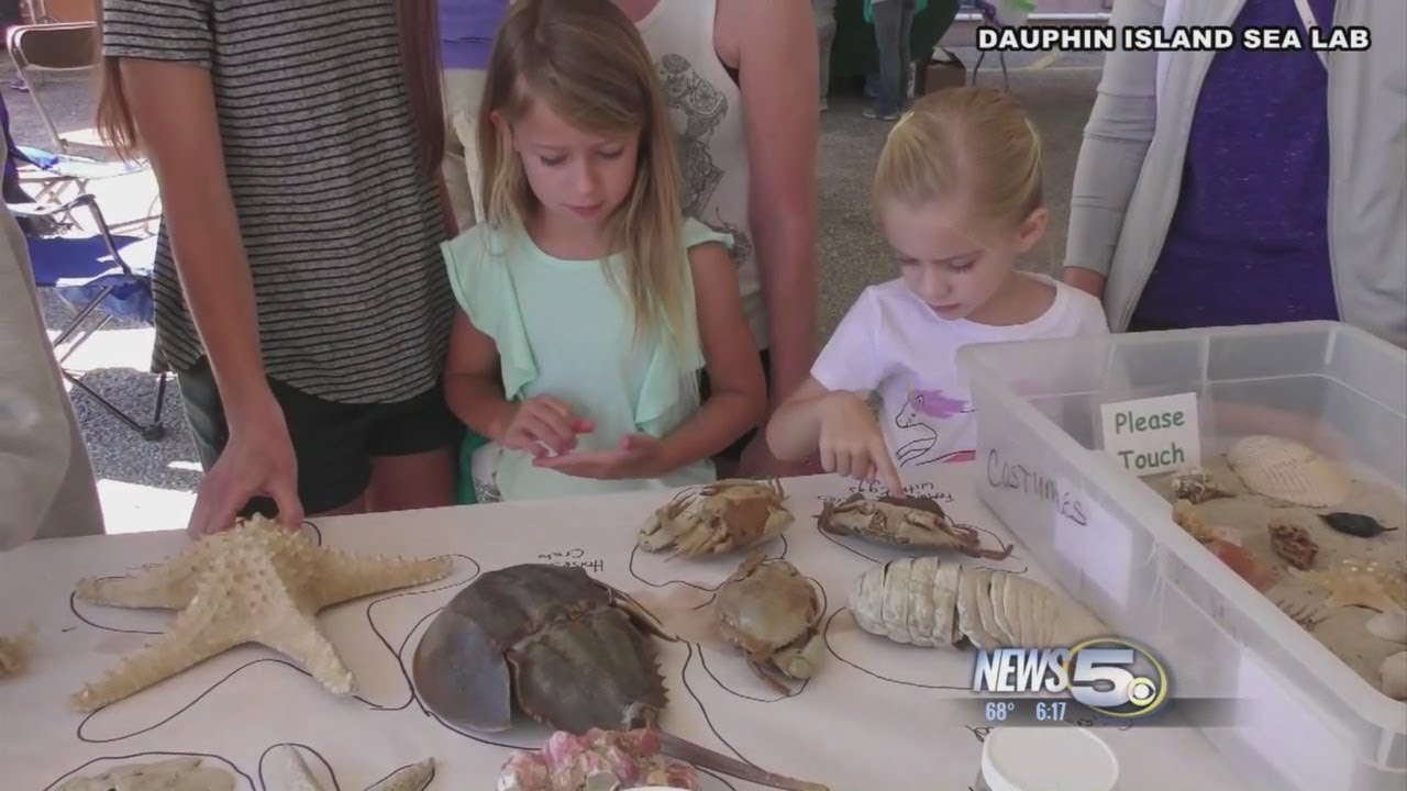 Discovery Day set for Saturday at the Dauphin Island Sea Lab - YouTube