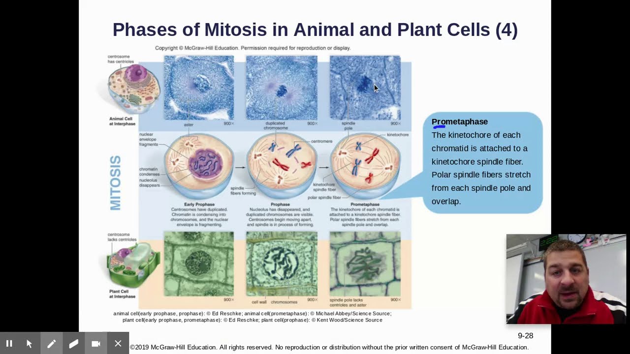 AP Biology Sec 9.3 - Mitosis & Cytokinesis - YouTube