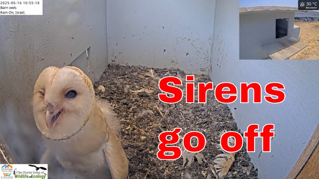 Owl pants while siren goes off on incoming drone attack from Iran - YouTube