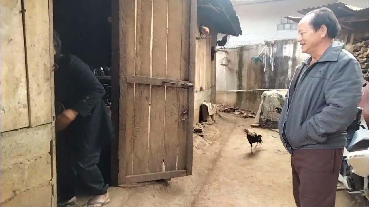 hnub no dab laug wb mu saib qaib dib qua zoo heev /15/1/2025 - YouTube