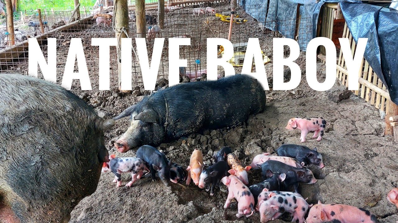 Wow na wow native baboy natin naka 11 na biik 🤩 | Free range baboyan ...