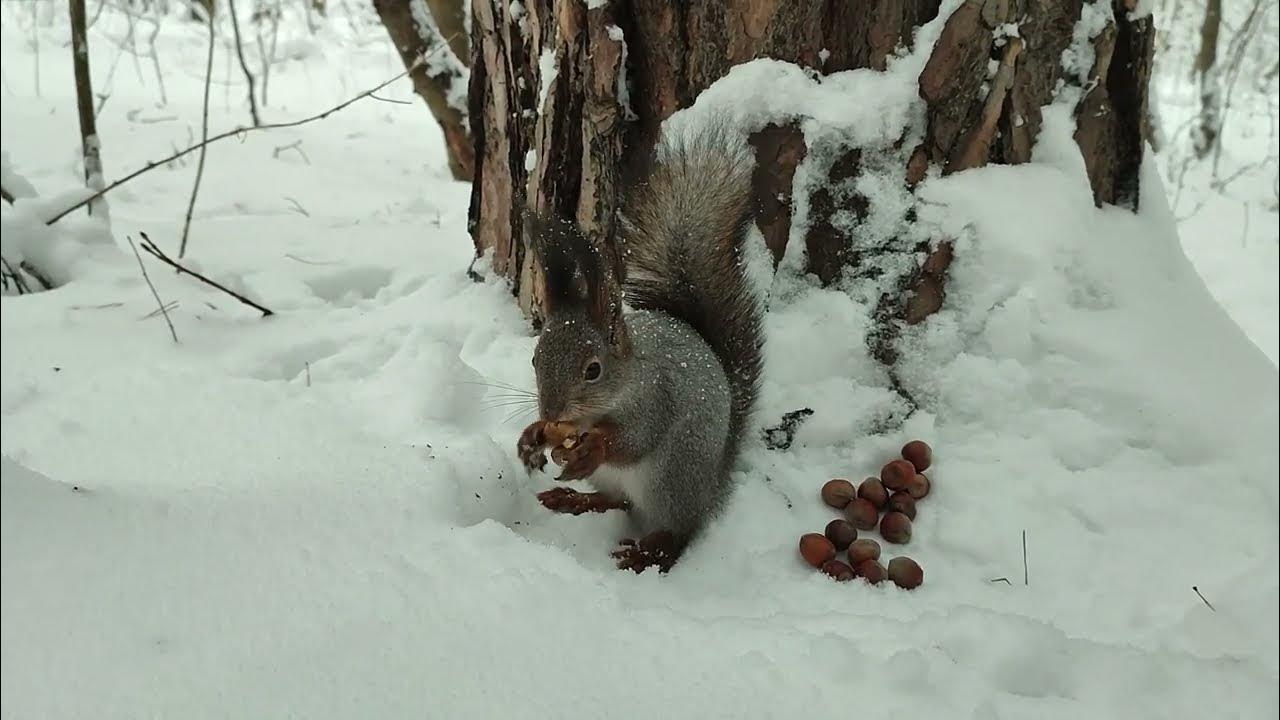 Белка двумя лапками держит грецкий орех - YouTube