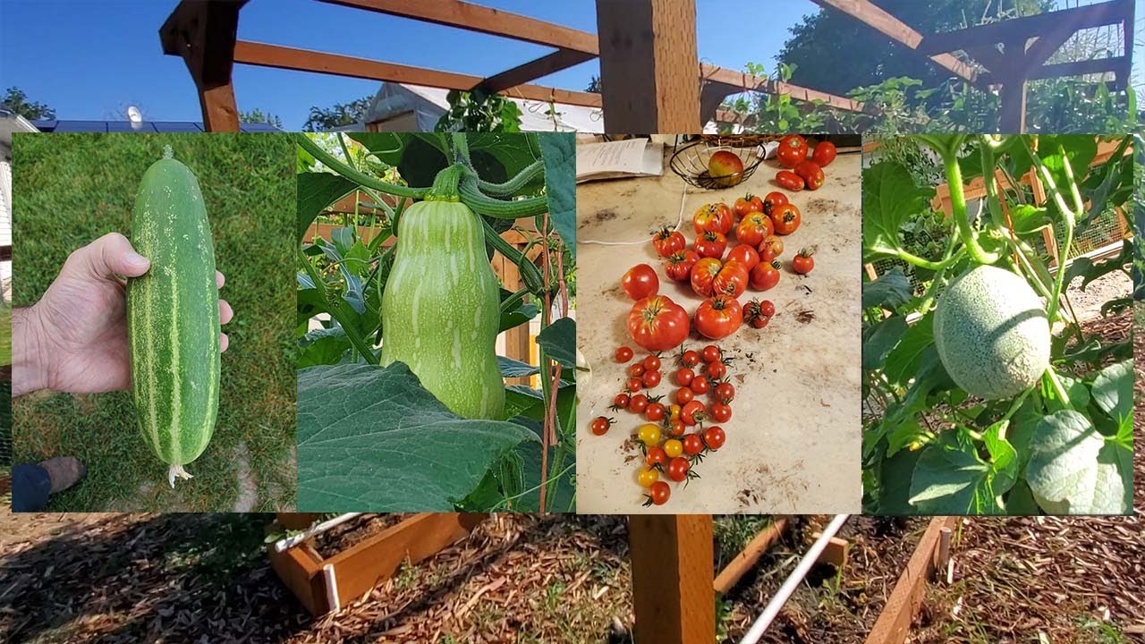 Advantages of Using the Mittleider Gardening Method