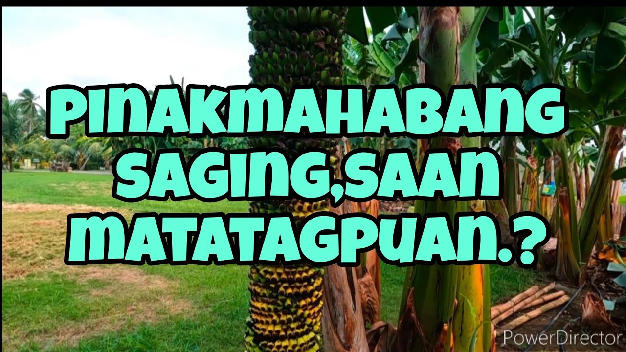 Pinaka mahabang saging,saan matatagpuan? - YouTube