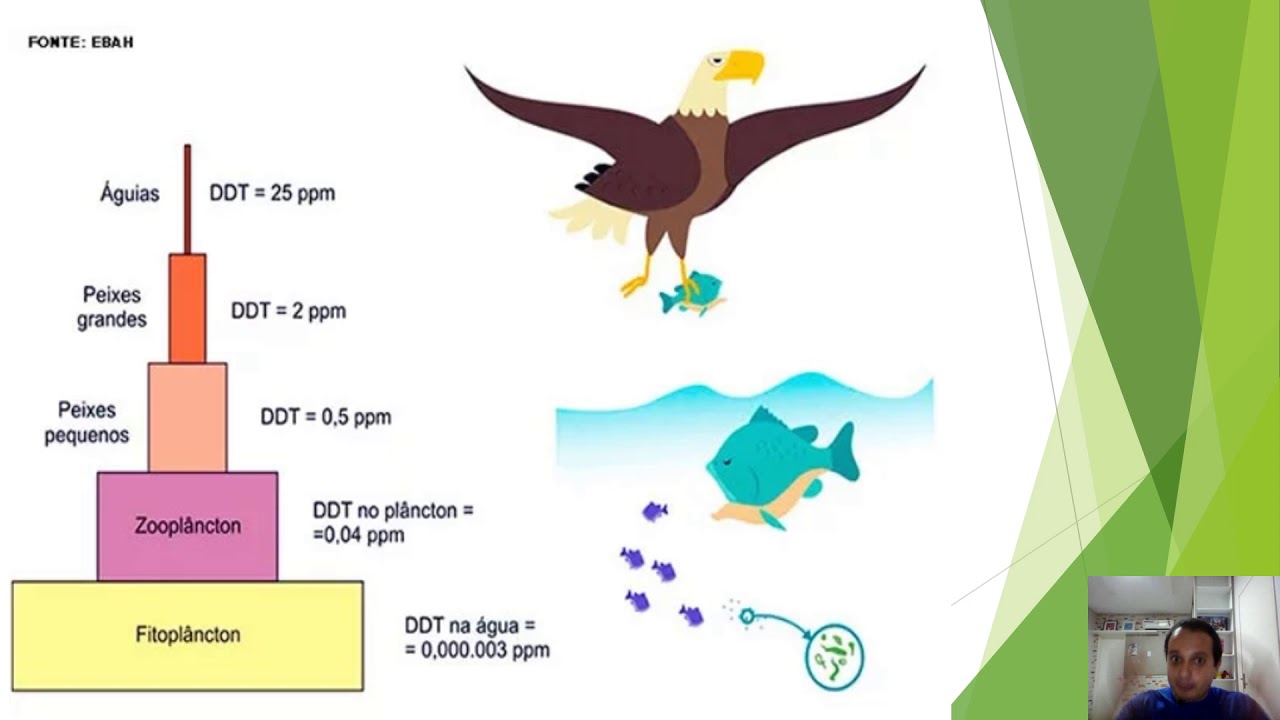 BIOACUMULAÇÃO E PIRÂMIDES - YouTube