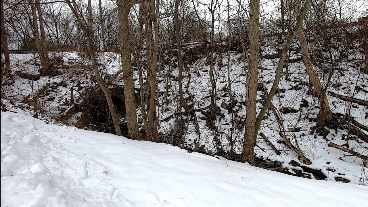 #Beavers In Connecticut!!?? - YouTube