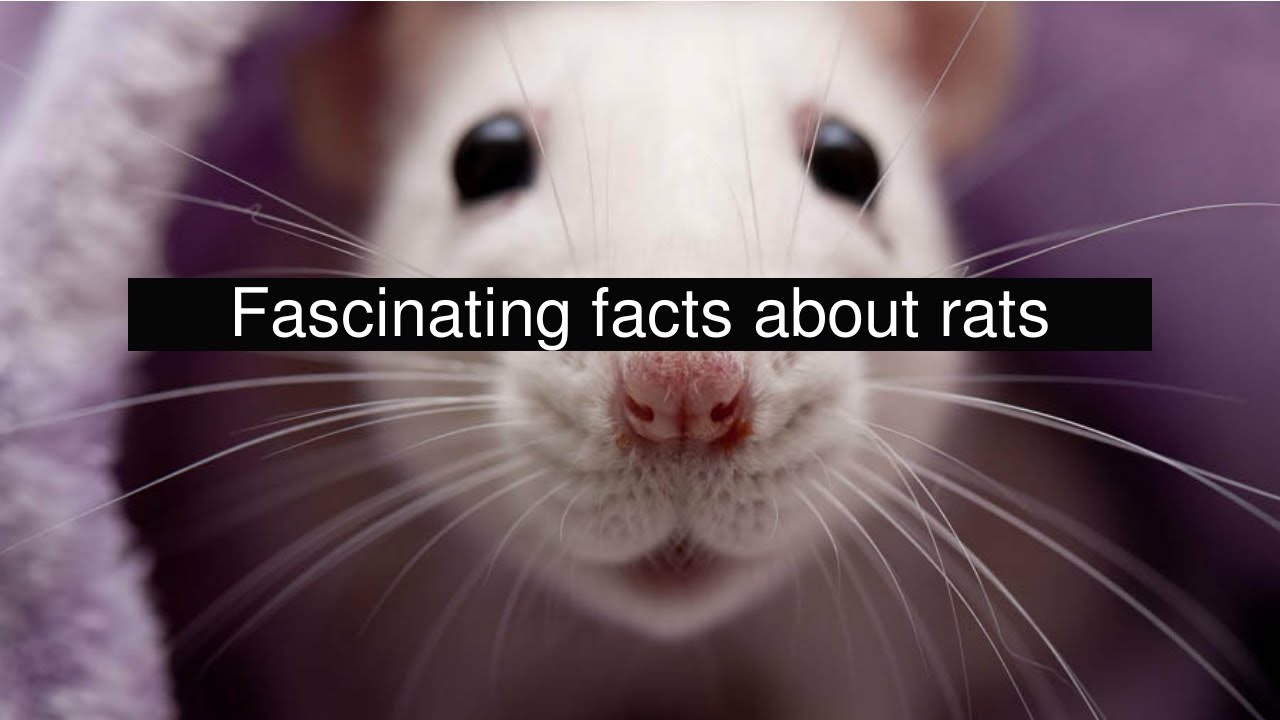Fascinating facts about rats - YouTube