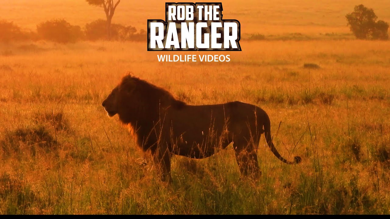 Lion Nomads Leave Their Meal As Territory Holders Approach | Maasai ...