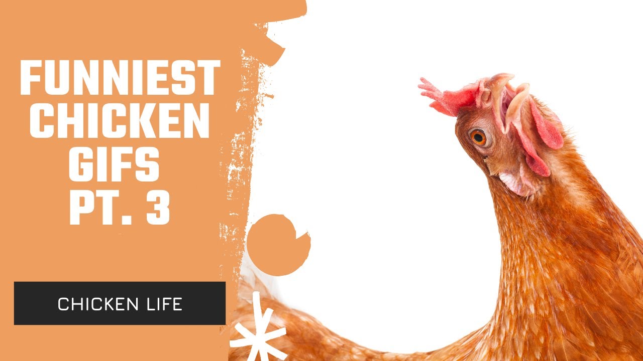 Funniest Chicken GIFS Pt. 3 - YouTube