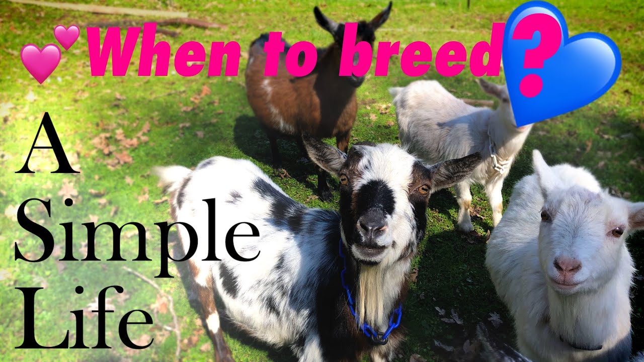 The Right Time to breed Goats - YouTube