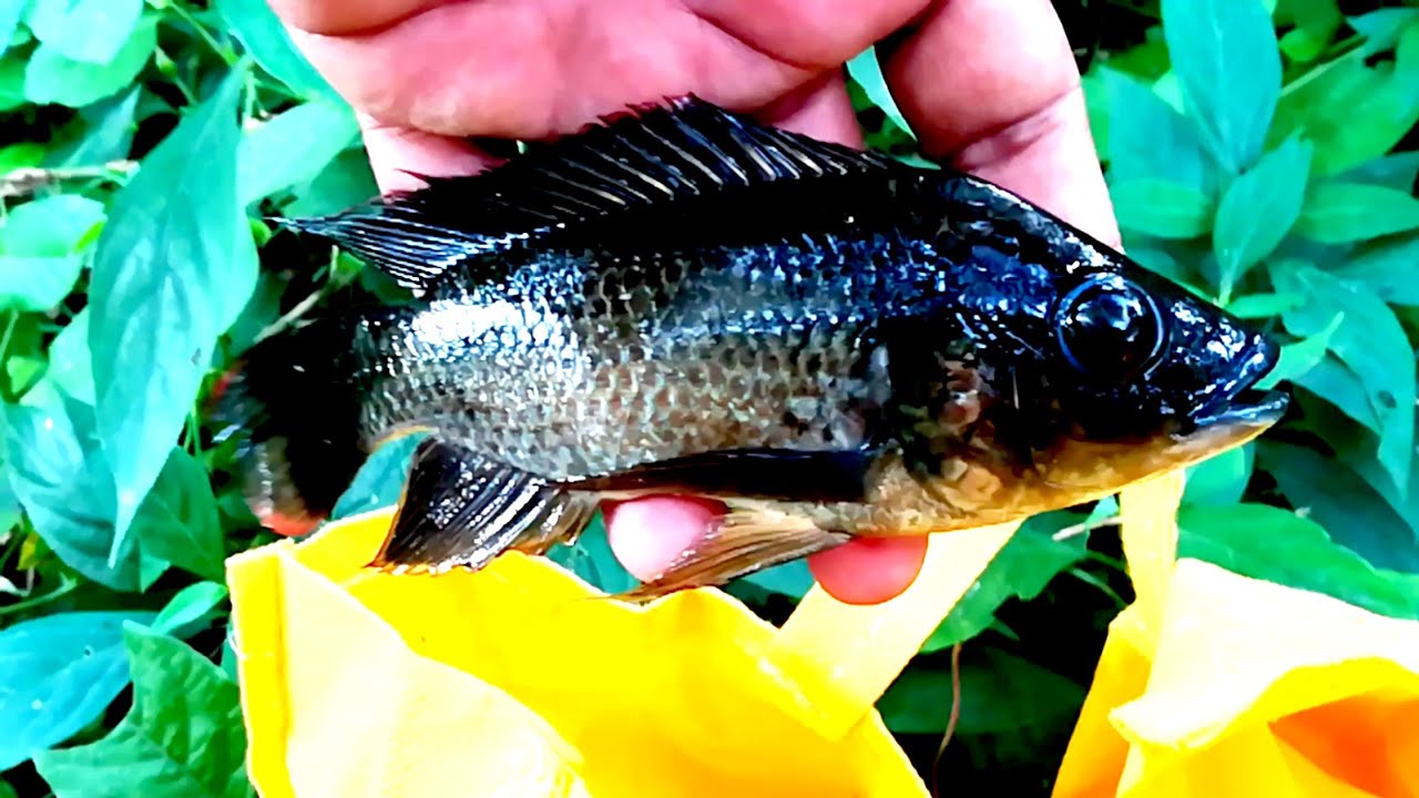 how to talipia fishing - YouTube