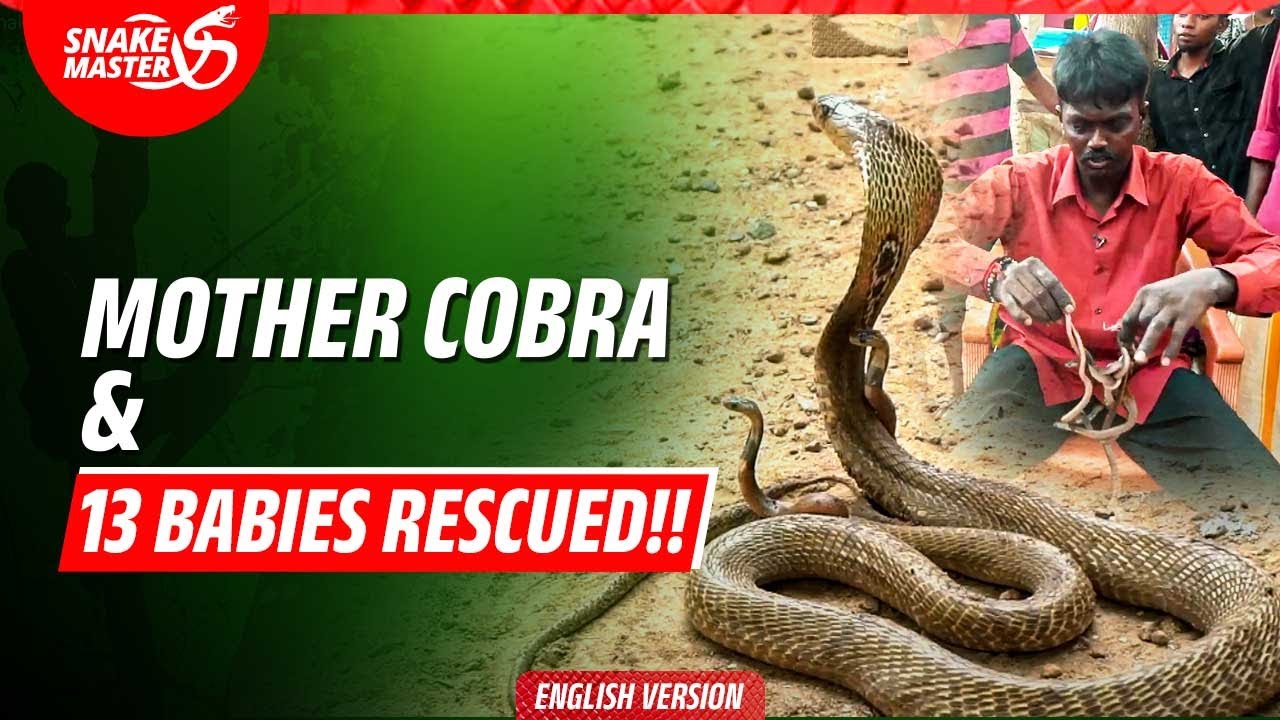 EP 20 | Snake master Vava Suresh rescues female cobra and its 13 babies ...