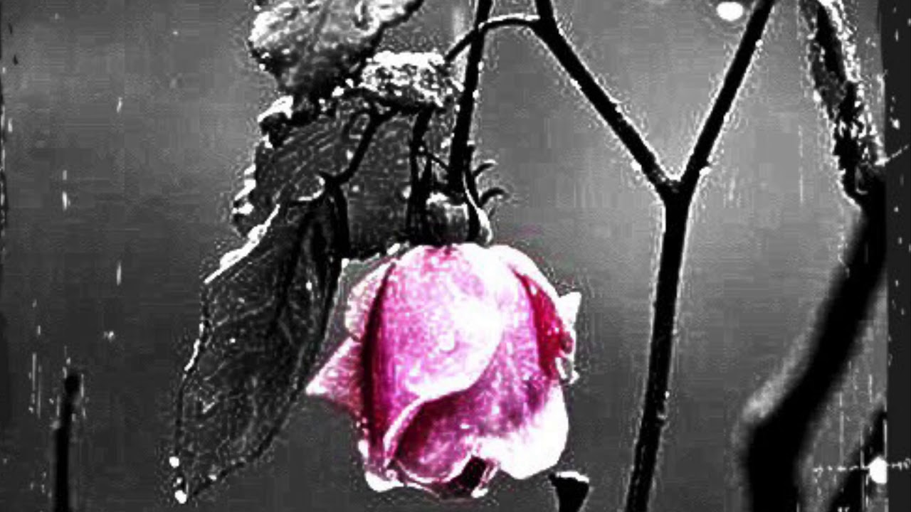 Mangled Rose (Drake Type Beat) - YouTube