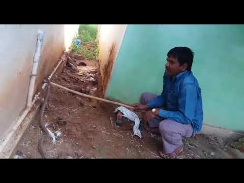 rajanagam snake catching - YouTube