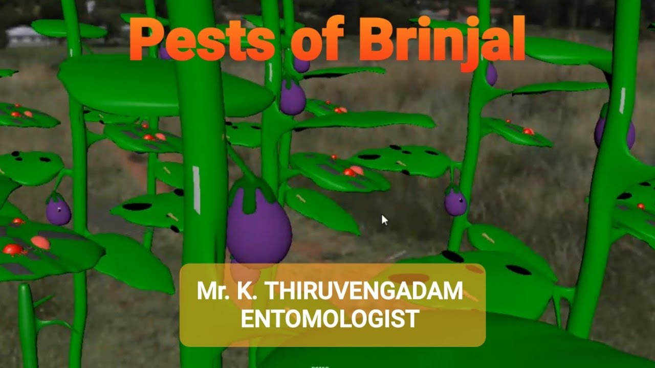 How to Control pest of Brinjal crop - pest & management-KTv & SS- 3D ...