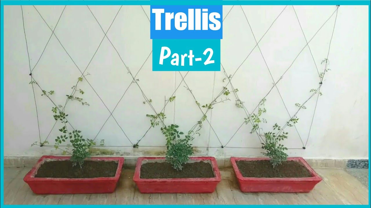 How To Make Trellis In Easy Way Part - 2 || Using Tecoma Creeper - YouTube
