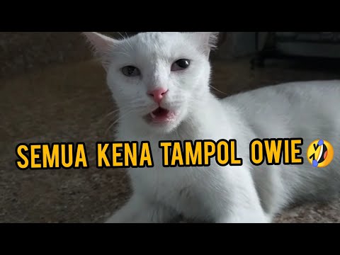 OWIE SANGAR KALO LAGI HAMIL !