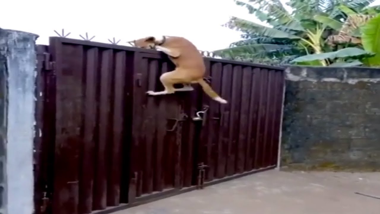 animal prison break funny videos|| fuuny animals - YouTube