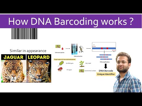 How Many Insects Are In The Bold Dna Barcoding Database