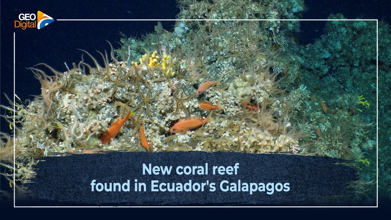 New Coral Reef Found In Ecuador's Galapagos | Geo News English - YouTube