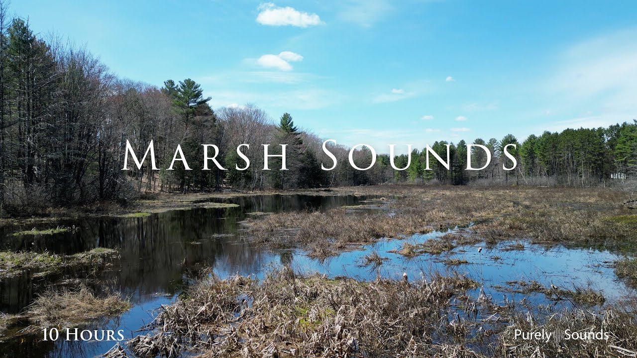 Listen To The Beautiful Marsh Sounds|10 Hours | Fade To Black - YouTube