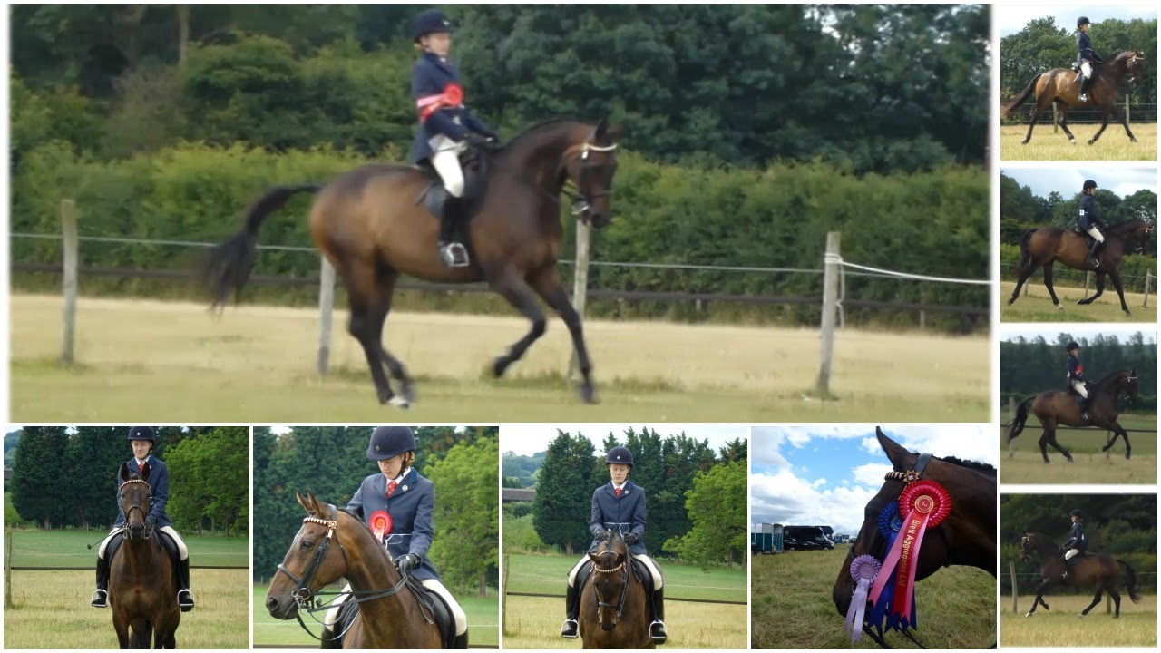 Riding Horse Showing - YouTube