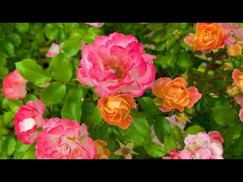 How To Care For Drift Rose Bushes