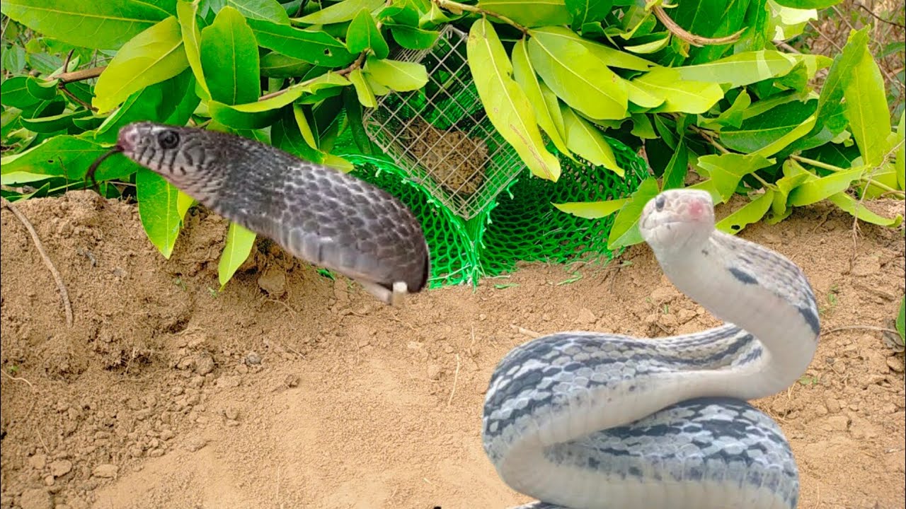 Innovative round plastic net for snake traps, easy to catch wild snakes ...