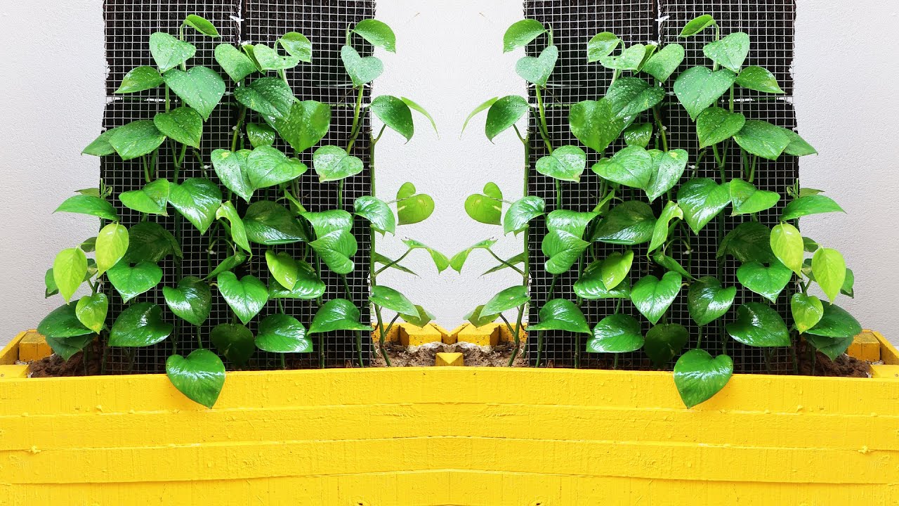 Good ideas | Make a wooden pot of betel nut to decorate the garden ...