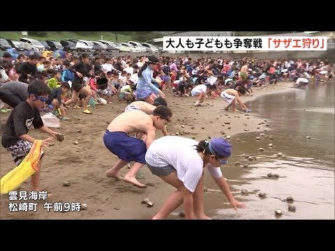 争奪戦！「サザエ狩り」　松崎町の雲見温泉