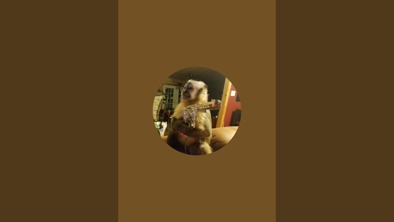 Tommy The monkey is live! - YouTube