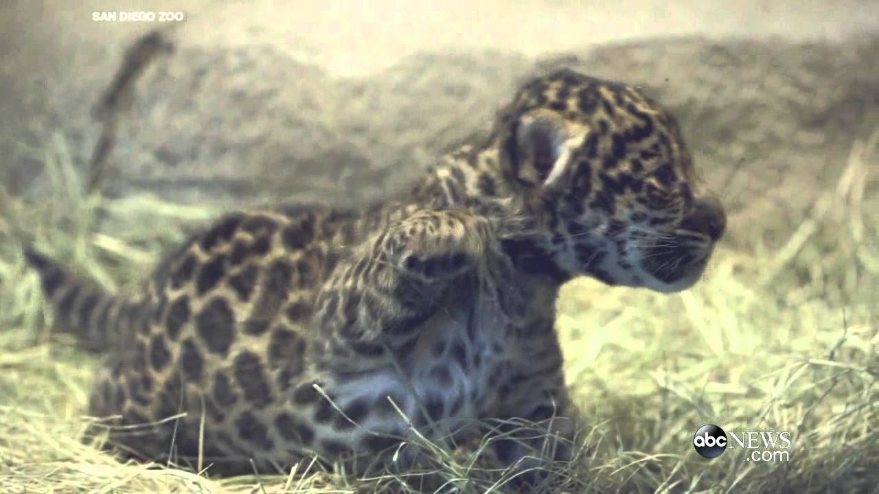 Jaguar Cub Debuts At San Diego Zoo Zooborns