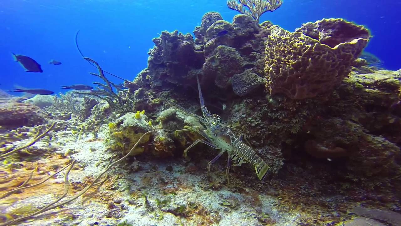 Cozumel Punta Sur Columbia Reefs - YouTube