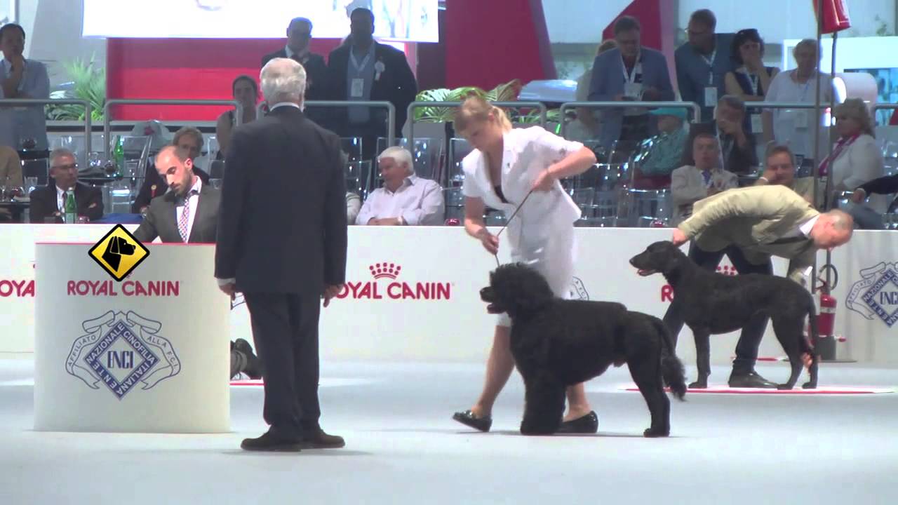 "Perros en acción" World Dog Show Milán 2015 - YouTube