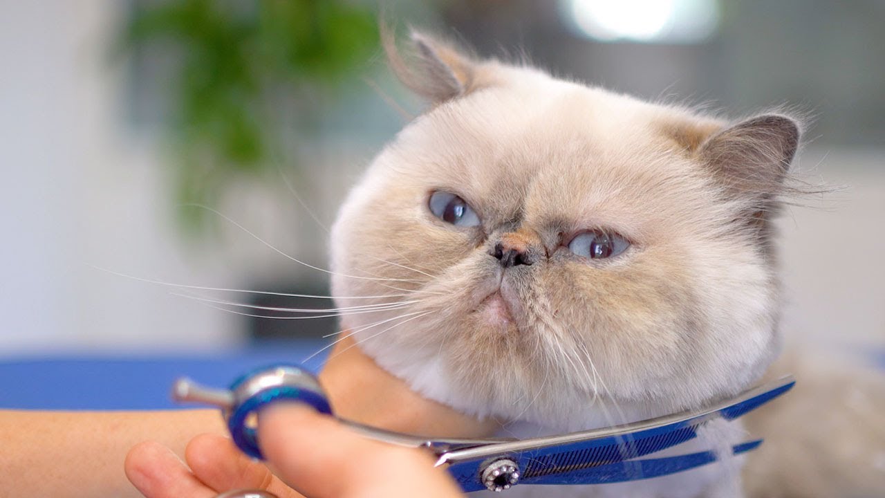 You're tired? I'll hug you a lot!😻🛁 ️ ️ - YouTube