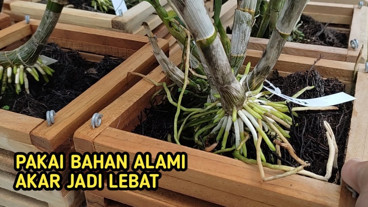 PUPUK ALAMI UNTUK MERANGSANG PERTUMBUHAN AKAR ANGGREK - YouTube