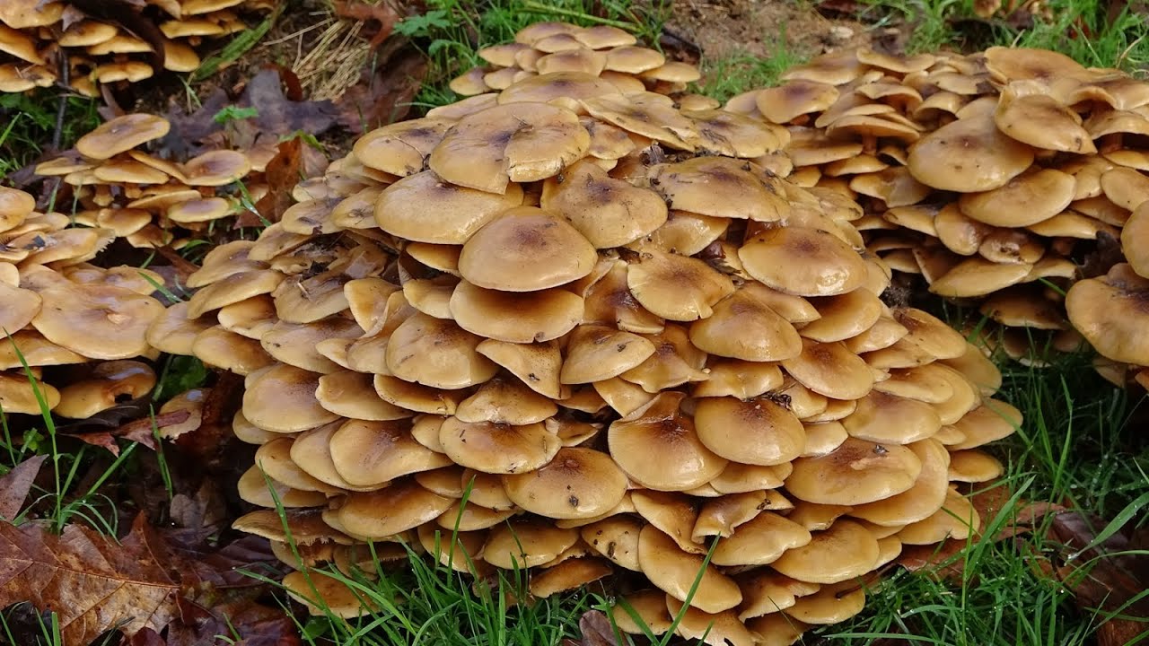 Hongo de miel - Armillarea mellea - Honey Fungus - YouTube