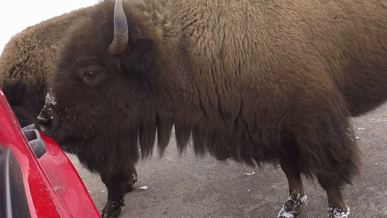 BUFFALO WASH - YouTube