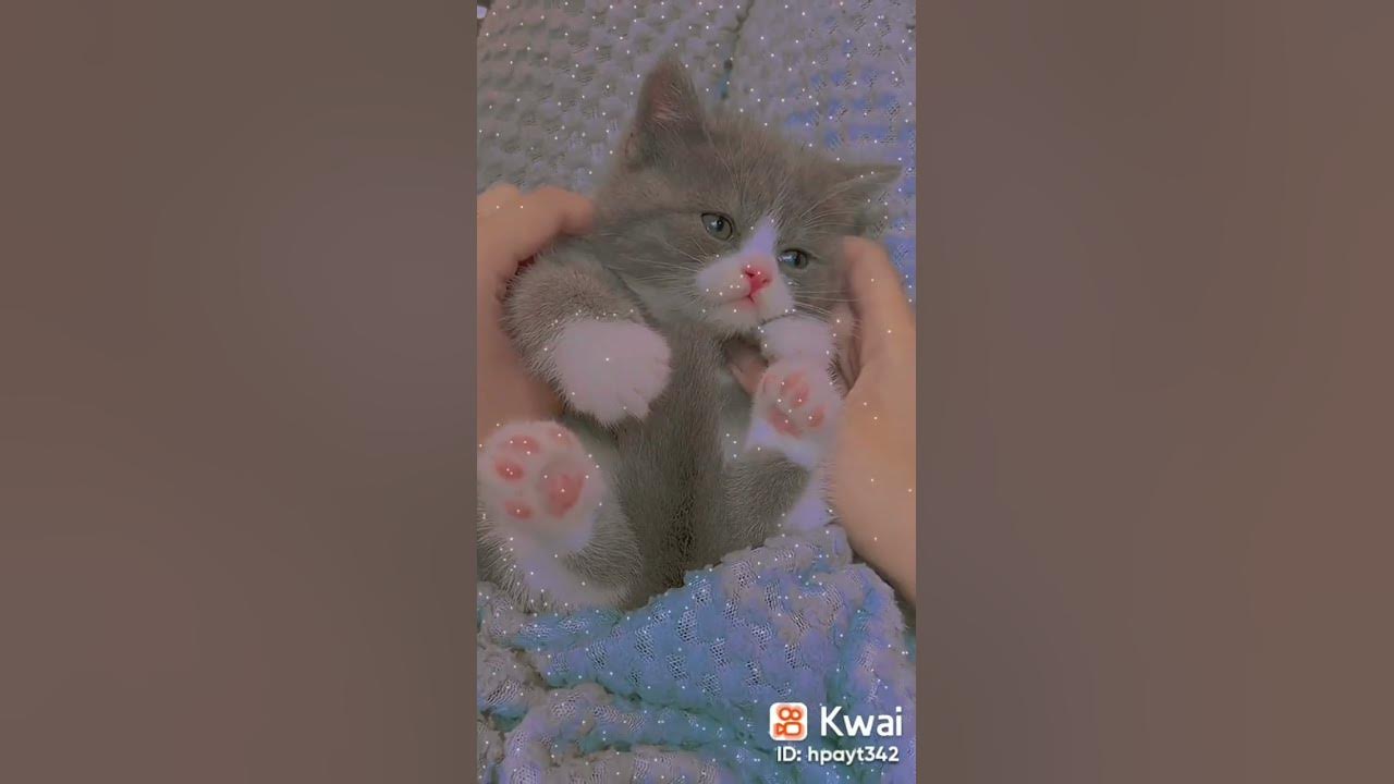 يا الله شو كيوت Youtube
